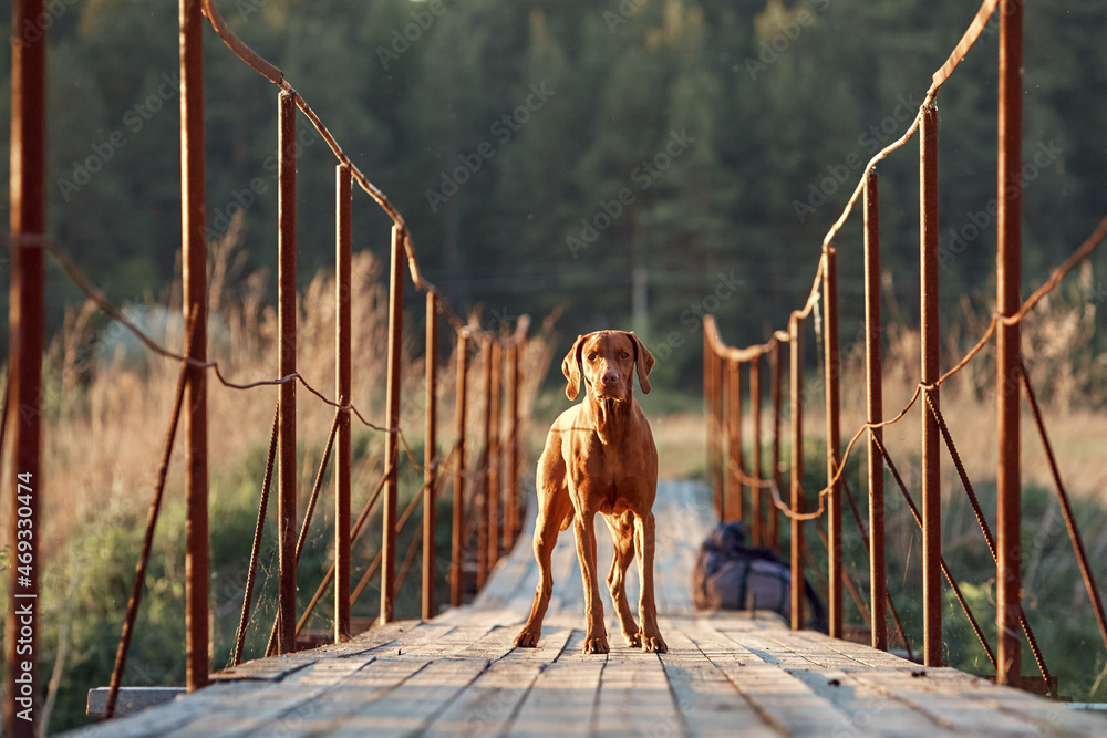 The dog breed is on a walk in the summer in nature. The dog plays with ...