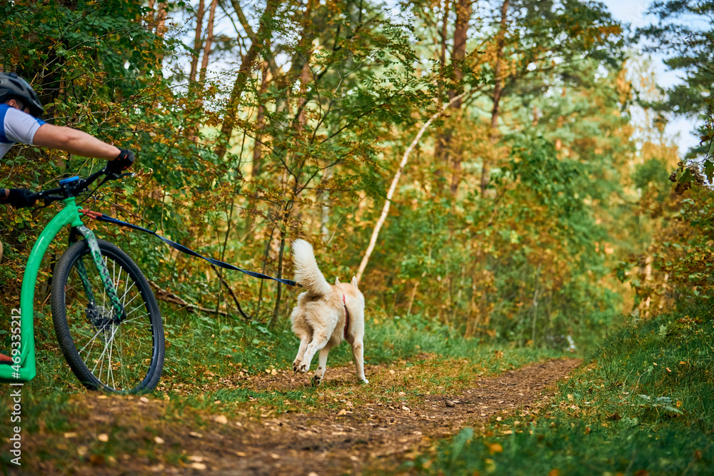 Dog scootering competition, sled dog mushing race, Siberian Husky dog ...