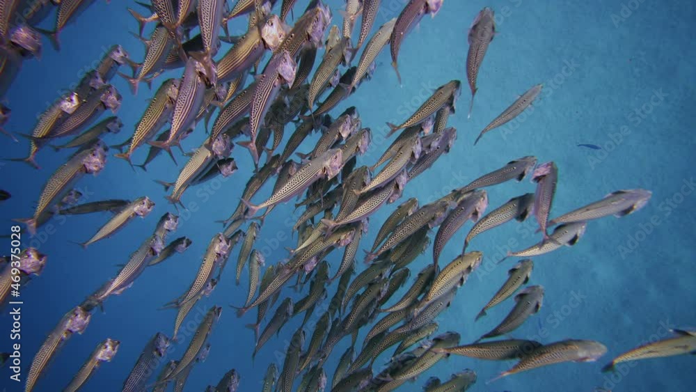 FishBowl of Indian mackerel silversides hiding behind secret rocks ...