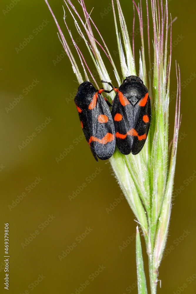Cercopis intermedia is a Hemiptera, of the family Cercopidae. Macro ...
