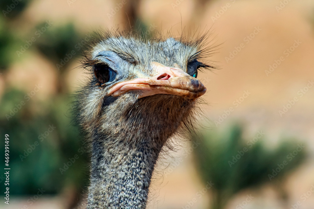 African ostrich. Portrait of the largest flightless keelless ostrich ...