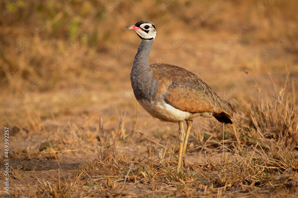 White-bellied Bustard or white-bellied korhaan - Eupodotis senegalensis ...