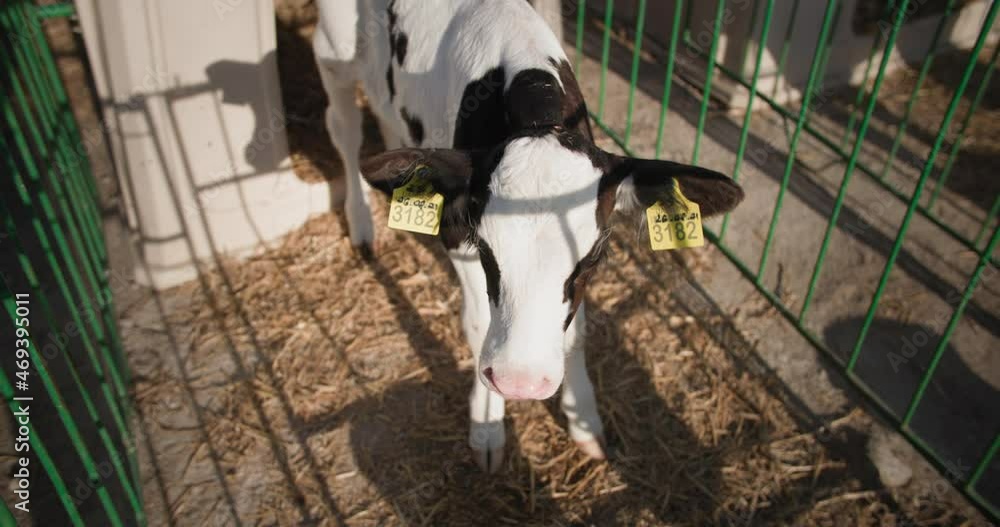 meat and milk farm, adorable little cattle with breeding tags in their ...