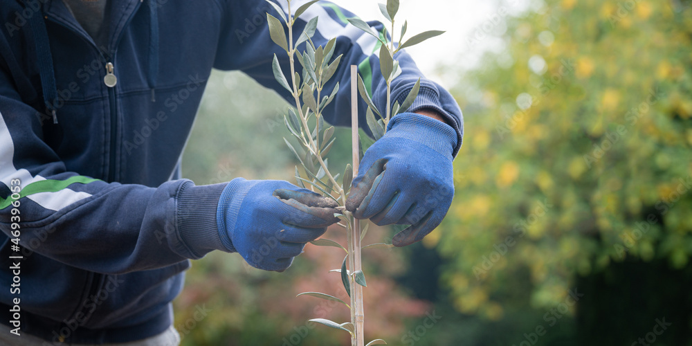 Attaching newly planted olive tree to a support stake Stock Photo ...