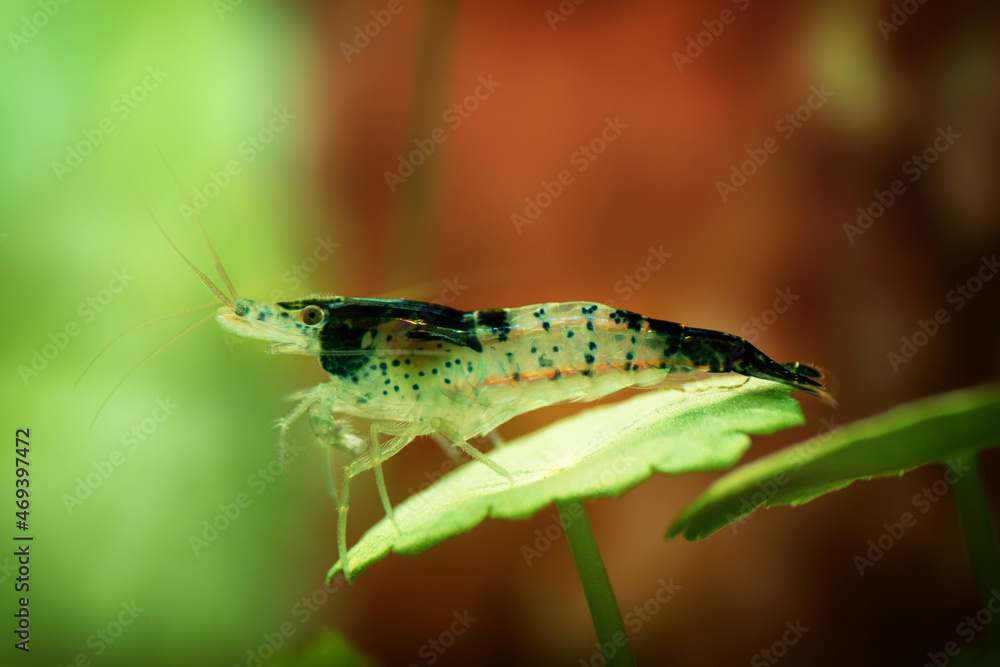 Neocaridina Freshwater Shrimp, dwarf shrimp in the aquarium ...