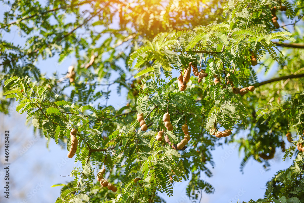 Tamarind tree, ripe tamarind fruit on tree with leaves in summer ...