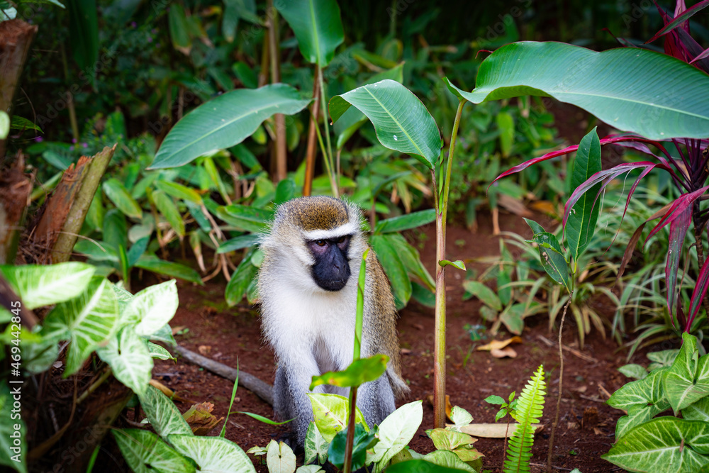 The green monkey, also known as the sabaeus monkey, is an Old World ...