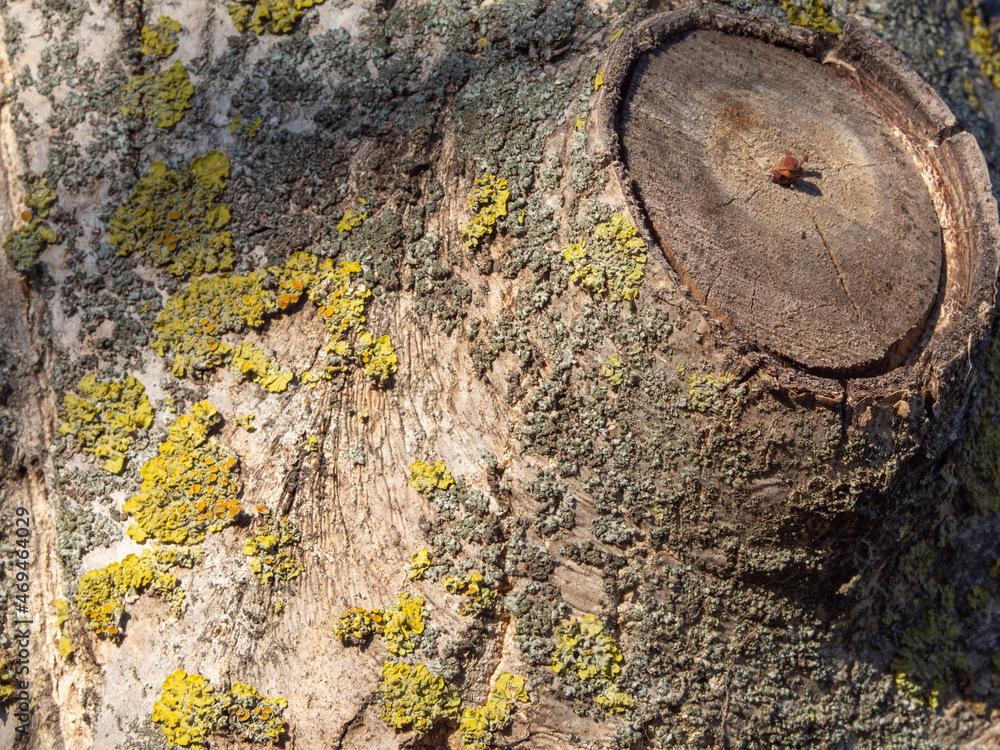 Textured background of a walnut tree trunk covered with moss, lichen ...