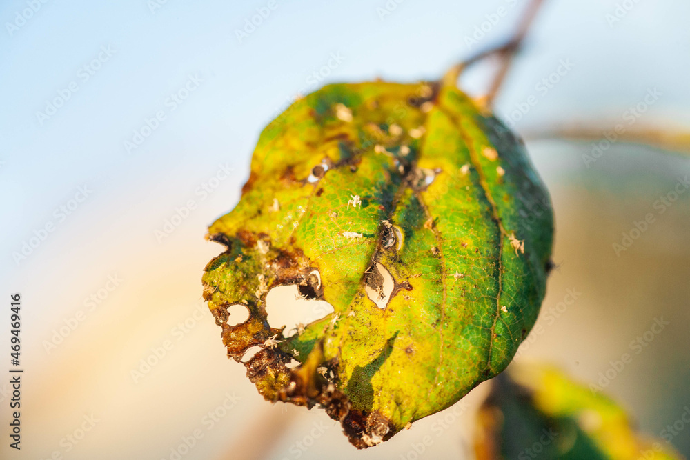 Aphids damaged leaf by pests and diseases. Aphidoidea colony damages ...