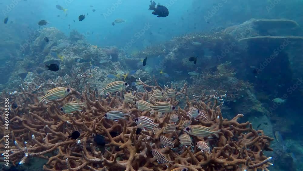 Under water film of many tropical Squirrel Fish above branched corals ...