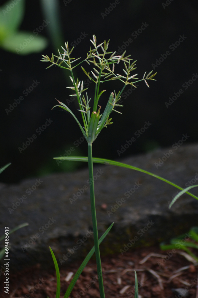 Cyperus rotundus, coco-grass, Java grass, nut grass, purple nut sedge ...