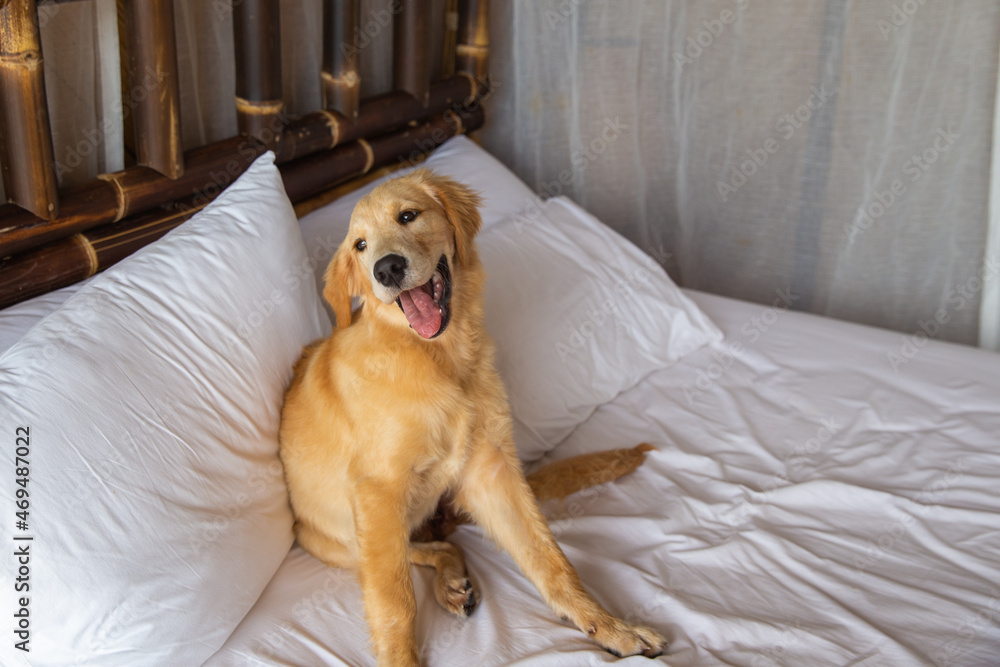 Golden retriever pure breed puppy dog on bed in house or hotel. Stock ...