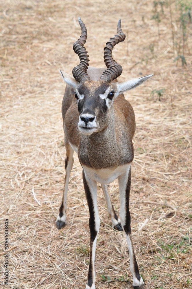 Portrait of Indian antelope Blackbuck at Bondla Wildlife Sanctuary in ...
