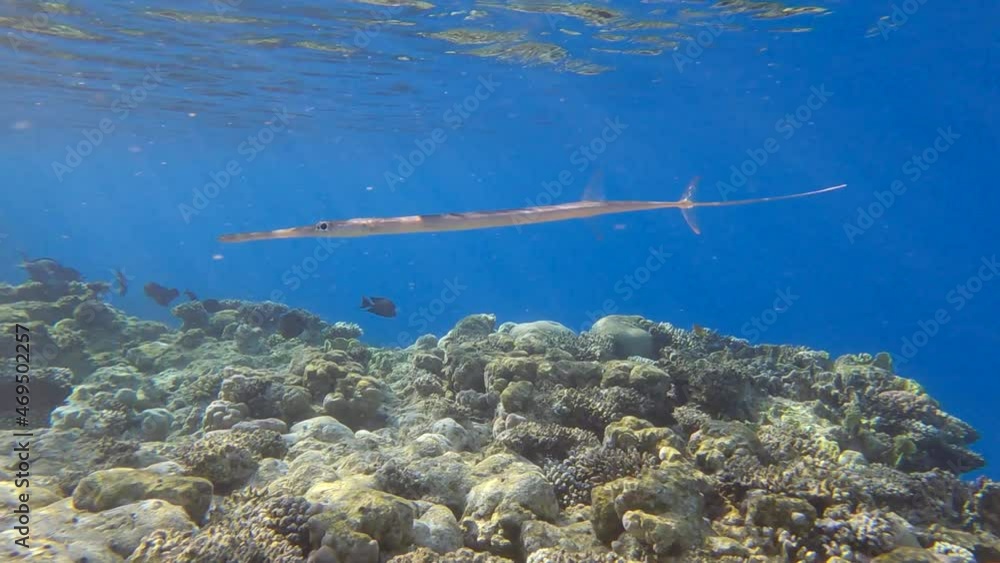 Video Stock Close-up of Cornet fish swimming above top of coral reef on ...