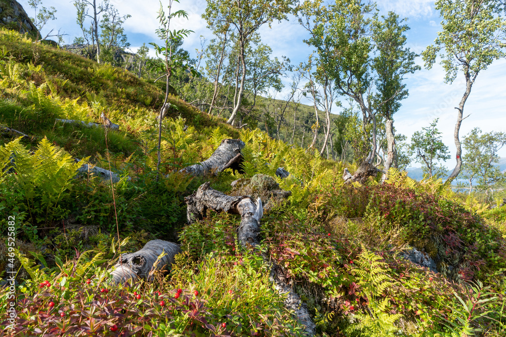 Boulder-Strewn Forest Pathway in Lofoten. A forest pathway in Lofoten ...