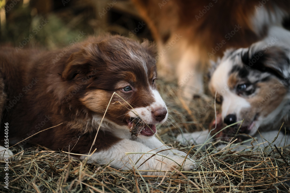 Little Australian Shepherd puppies have fun outside in countryside ...