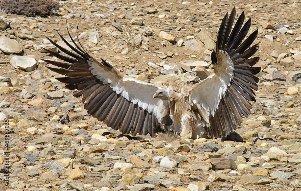 White-Rumped Vulture walking with wings spread in Nepal Stock Photo ...