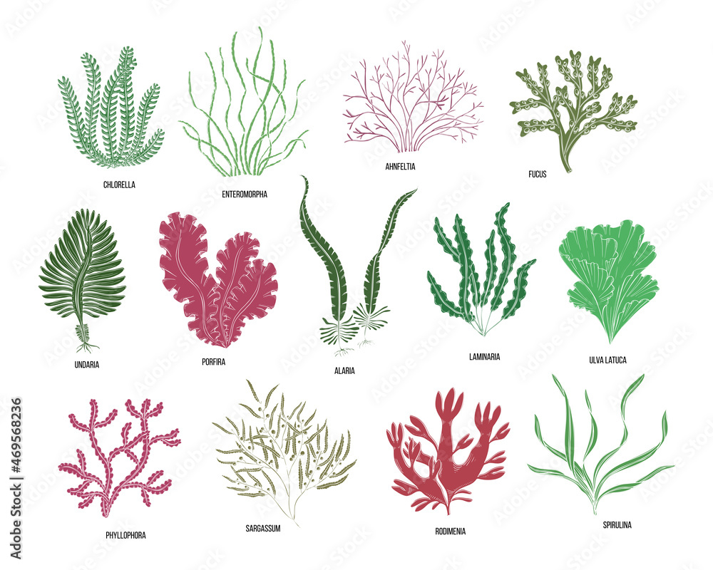 Hand drawn algae black set on white background. Vector illustration ...