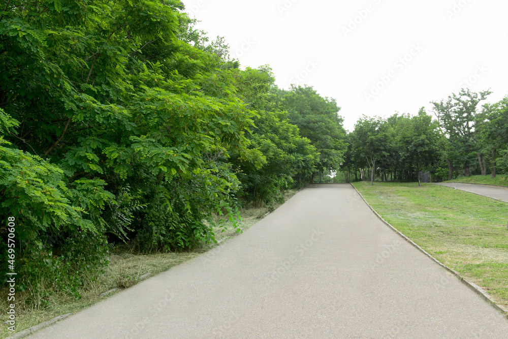Tree alley in beautiful city park Stock Photo | Adobe Stock