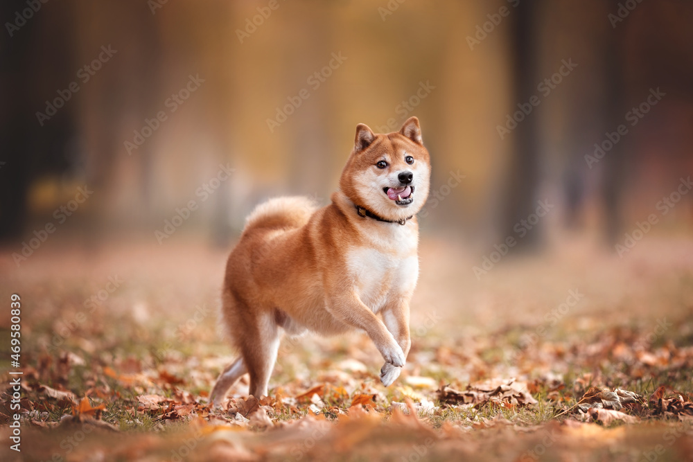 Cute Orange shiba inu dog breed pet photo portrait Photos | Adobe Stock