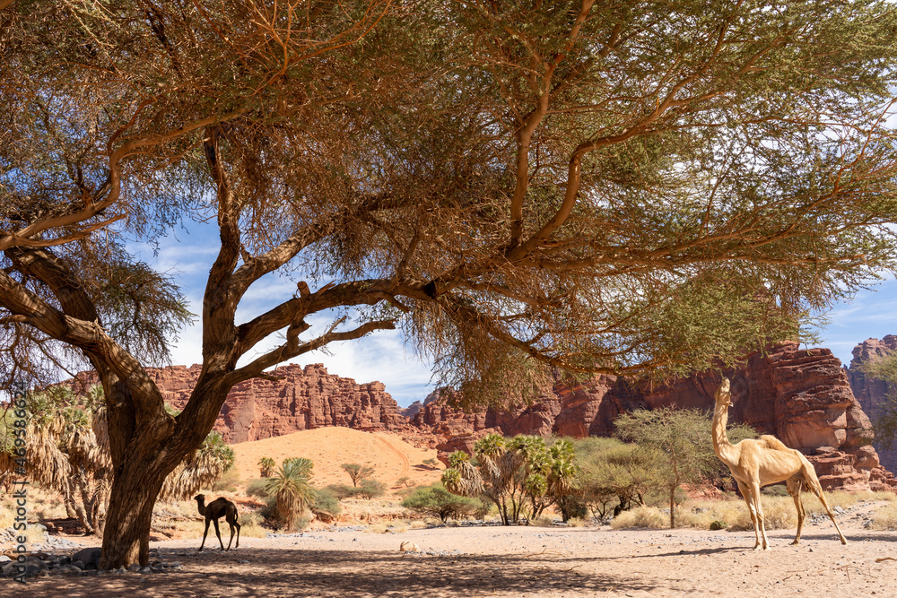 Camels eating leaces from the tree in the sandstone canyon of Wadi Al ...