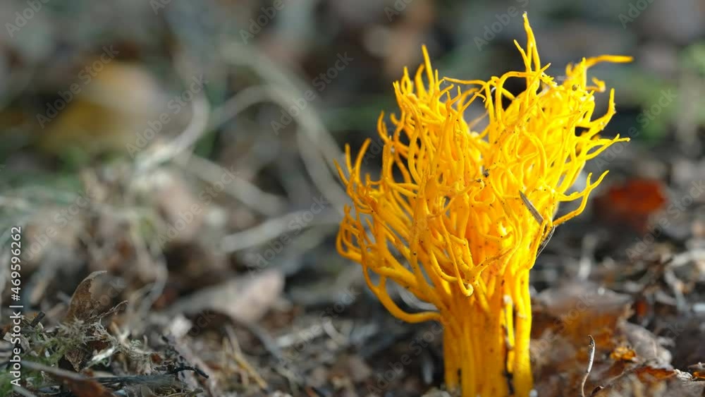 Closer look of the Cordyceps militaris fungus on the ground in the ...