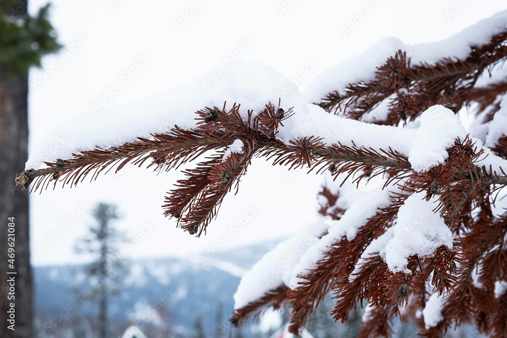 Snow covered diseased spruce branches, close-up. Fusarium desiccation ...