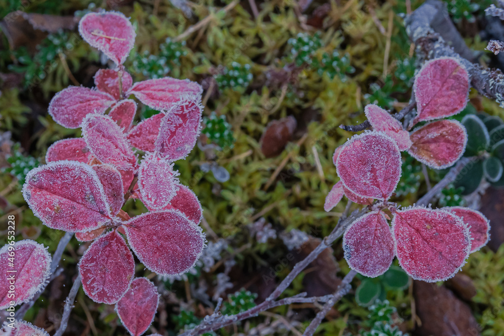 The leaves of the northern tundra plants are covered in the beginning ...