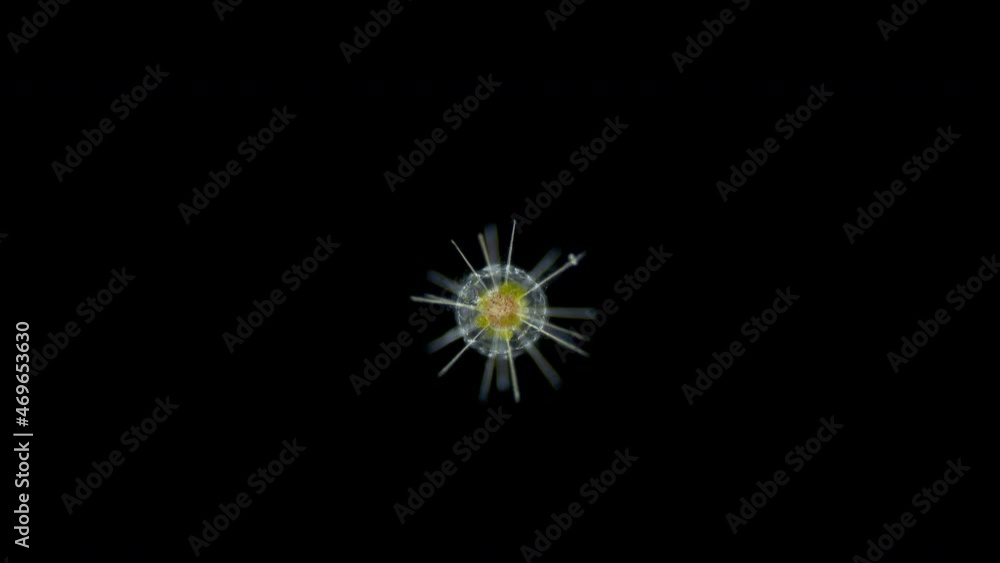 Radiolaria under the microscope, Acantharia Class. The movement of ...