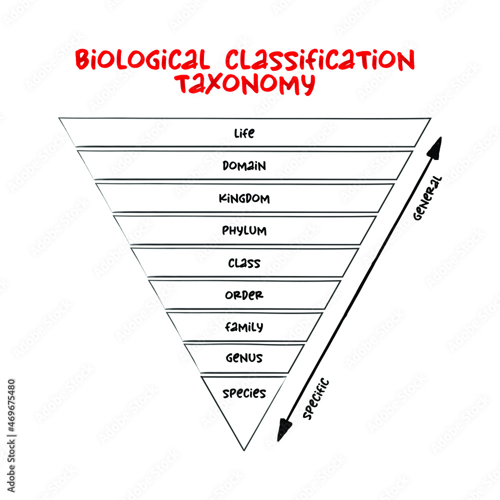 Biological classification taxonomy rank - relative level of a group of ...