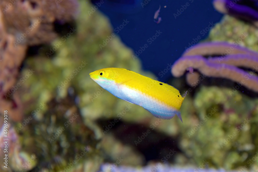 A juvenile Yellow and Purple Wrasse, Halichoeres leucoxanthus, also ...