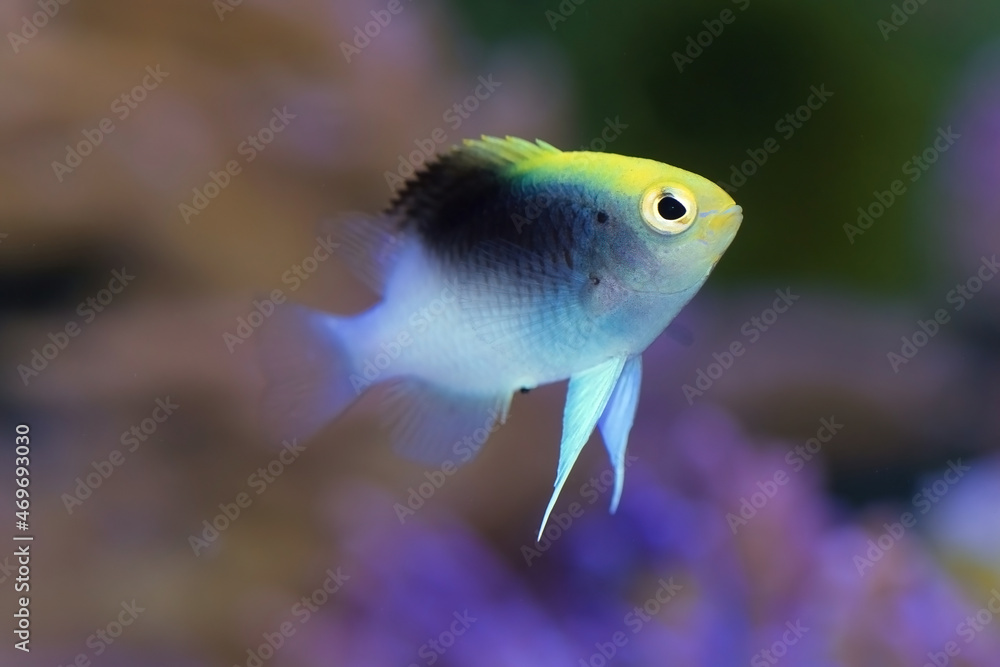 Rolland's Damselfish, Chrysiptera rollandi, also known as Black Cap ...