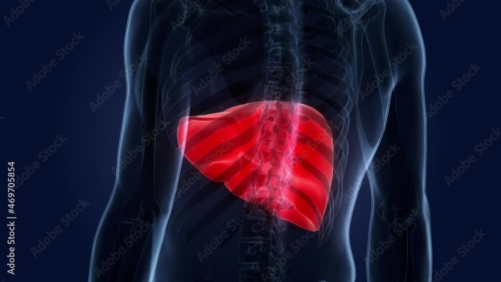 Human Internal Digestive Organ Liver Anatomy Animation Concept Stock ...