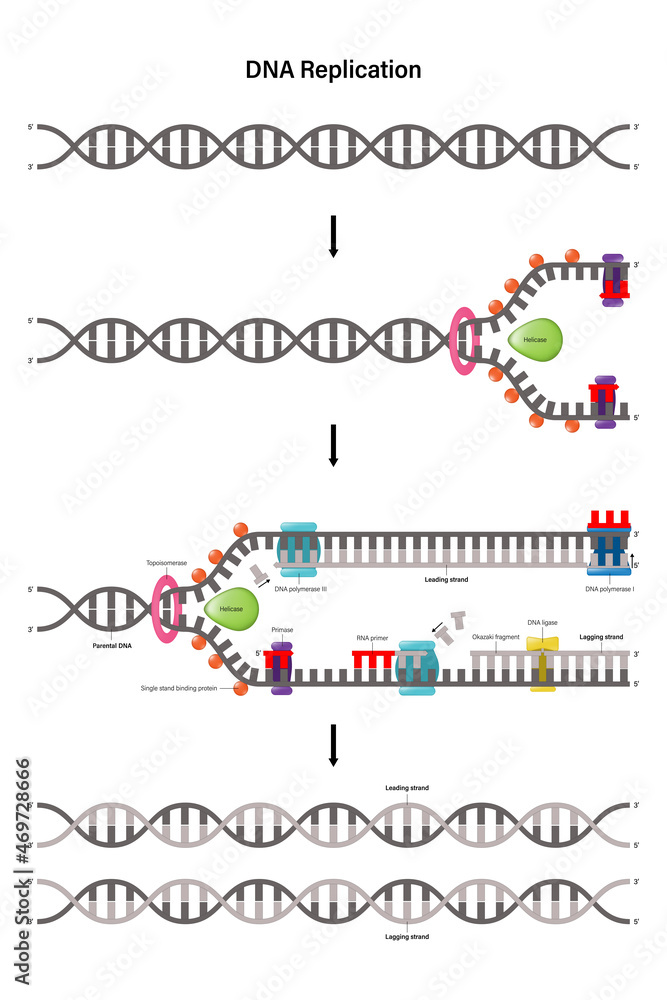 The diagram shows the DNA replication steps from start to finish. Stock ...