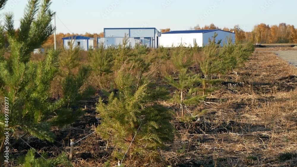 Landfill reclamation. Spruce trees are planted in a row and grow in a ...