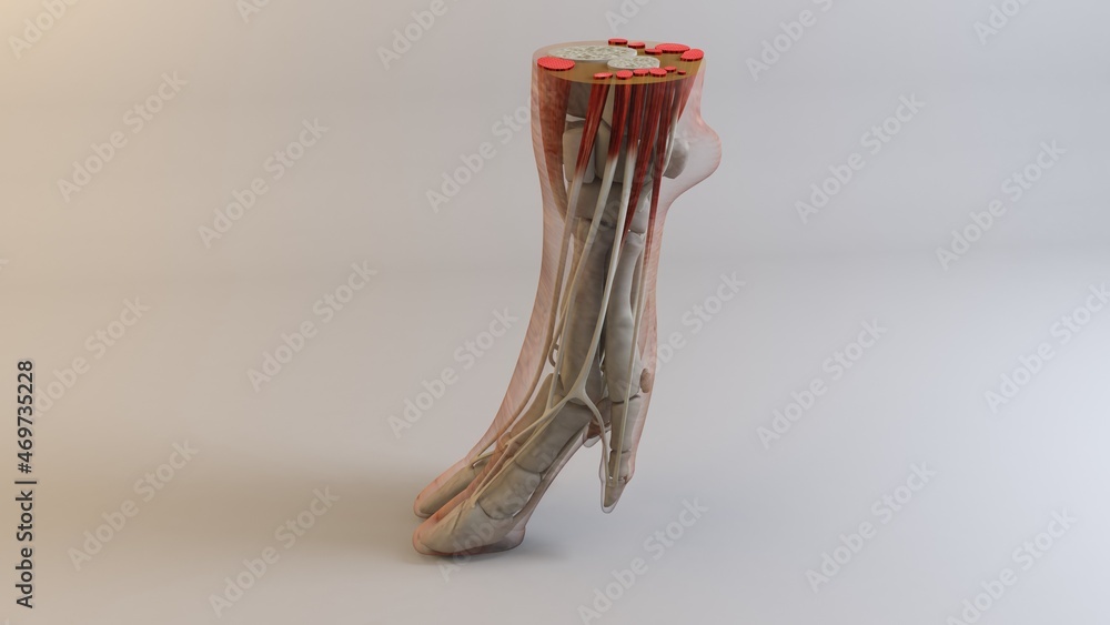 lateral view of cross section of a pig front limbs with transparent ...