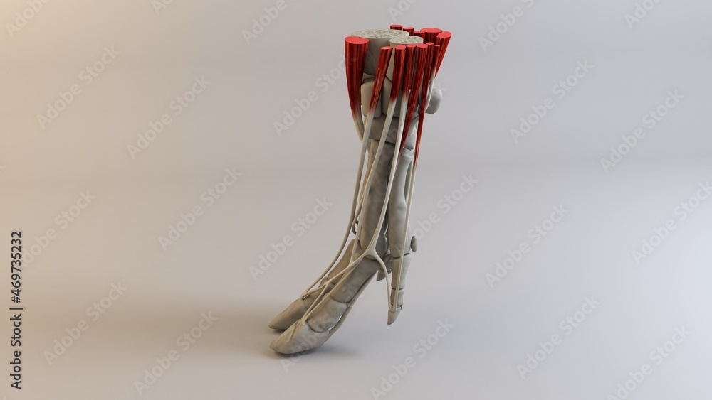 lateral view of cross section of a pig front limbs Stock Illustration ...