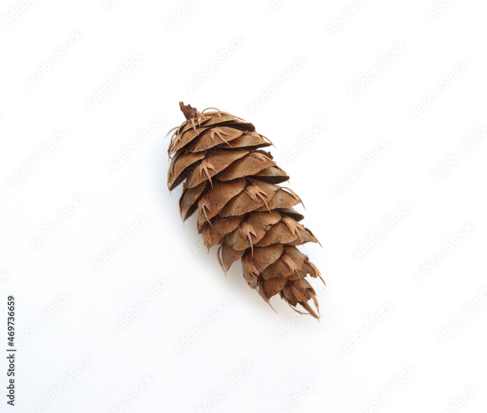 Cone of Douglas fir, Pseudotsuga menziesii (British Columbian pine ...