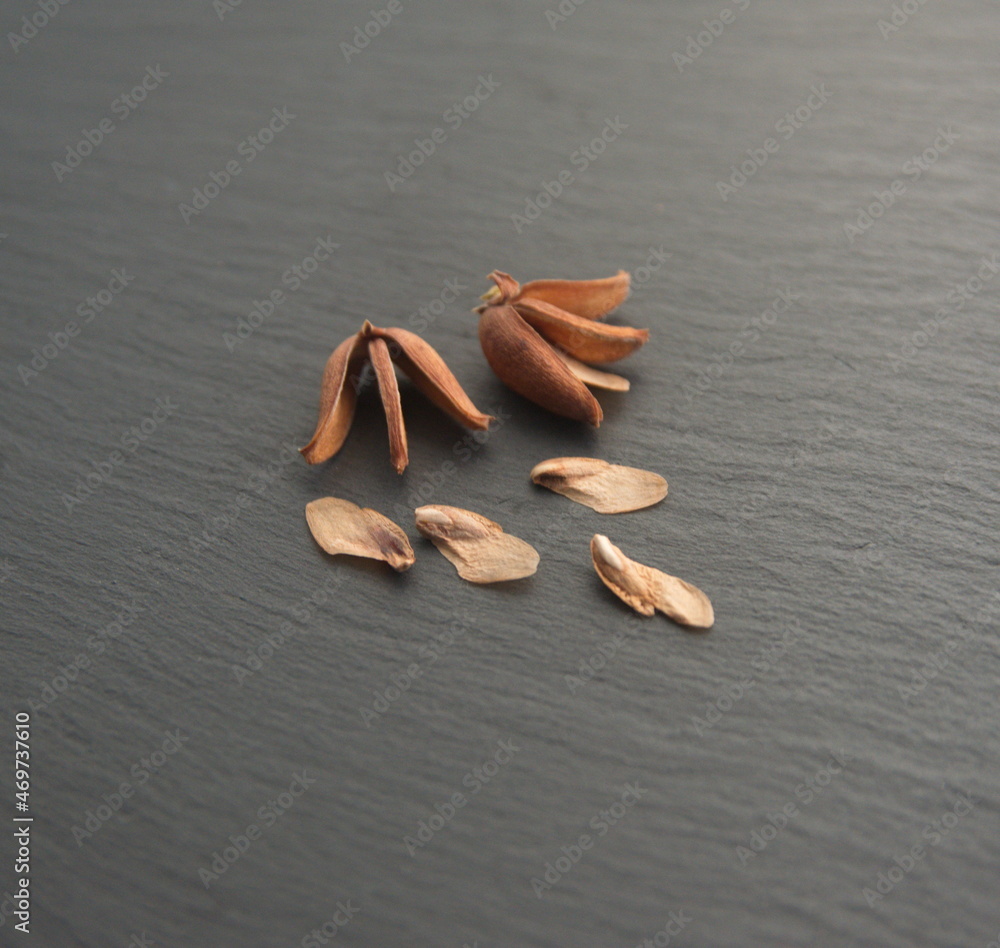 Seeds of Thuja occidentalis, also known as northern white cedar ...