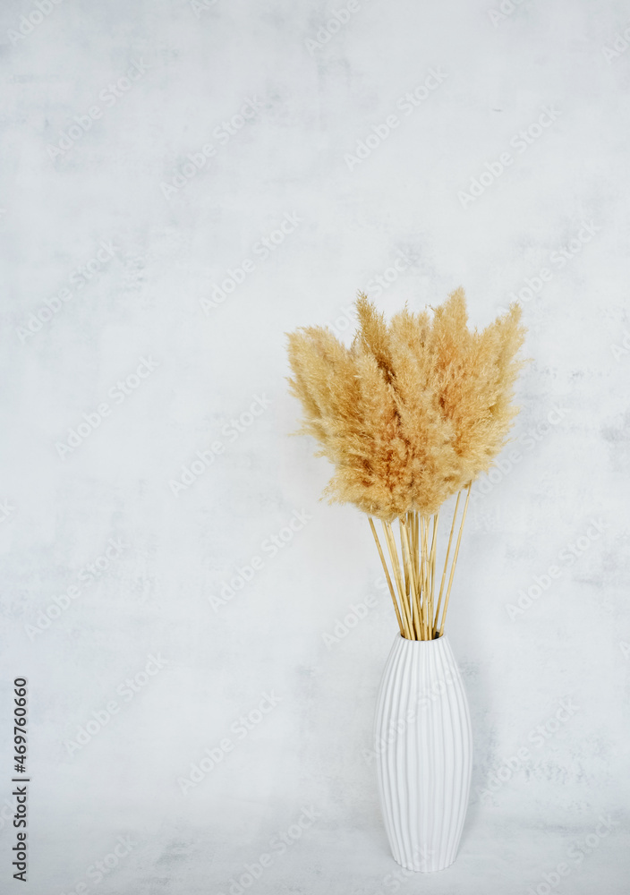 Pompous grass pampas White base on a minimalistic background Banner ...