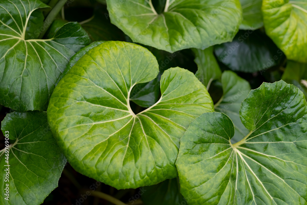 Green leopard plant or tractor seat plant (Farfugium japonicum syn ...
