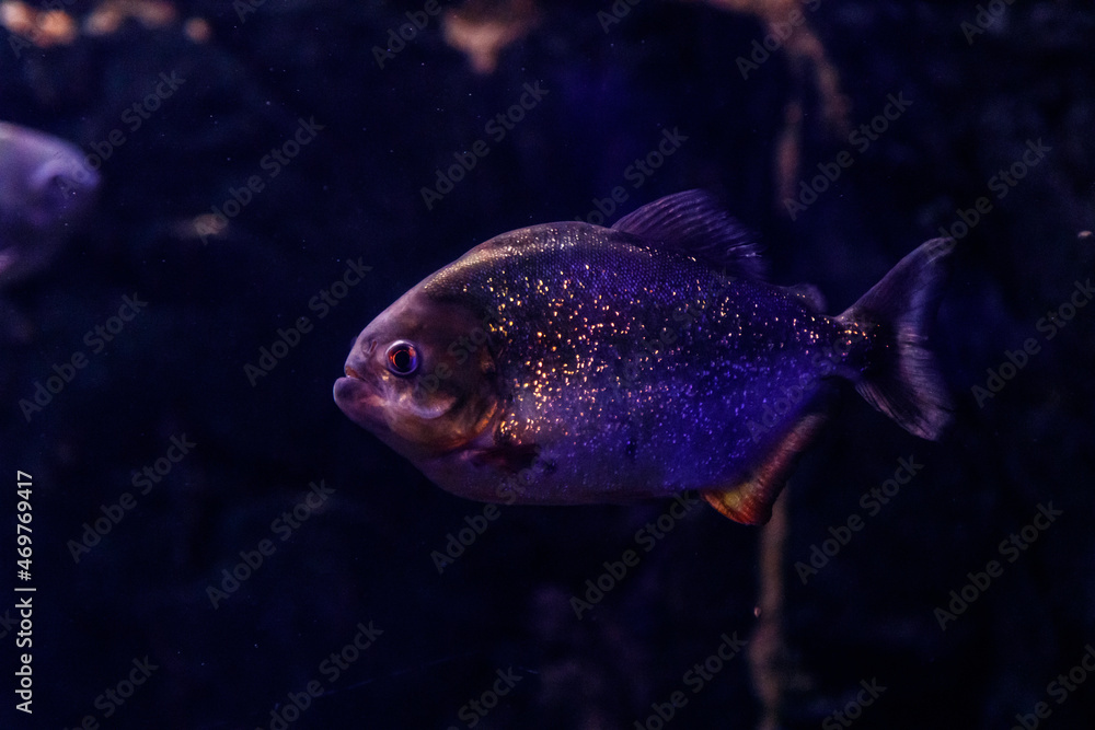 Fish Common Piranha Pygocentrus nattereri Stock Photo | Adobe Stock Fish Common Piranha Pygocentrus nattereri Stock Photo | Adobe Stock
