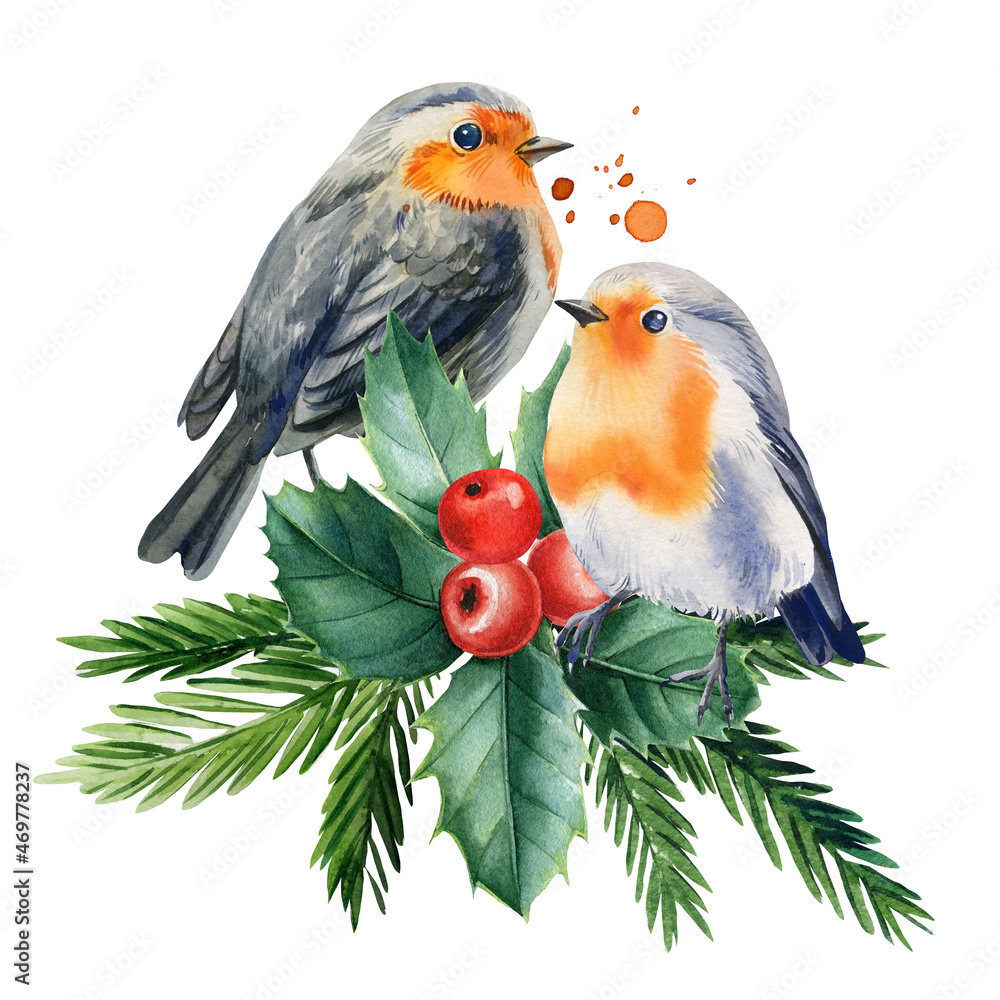 Robin, holly branches and berry. watercolor drawings, Christmas ...
