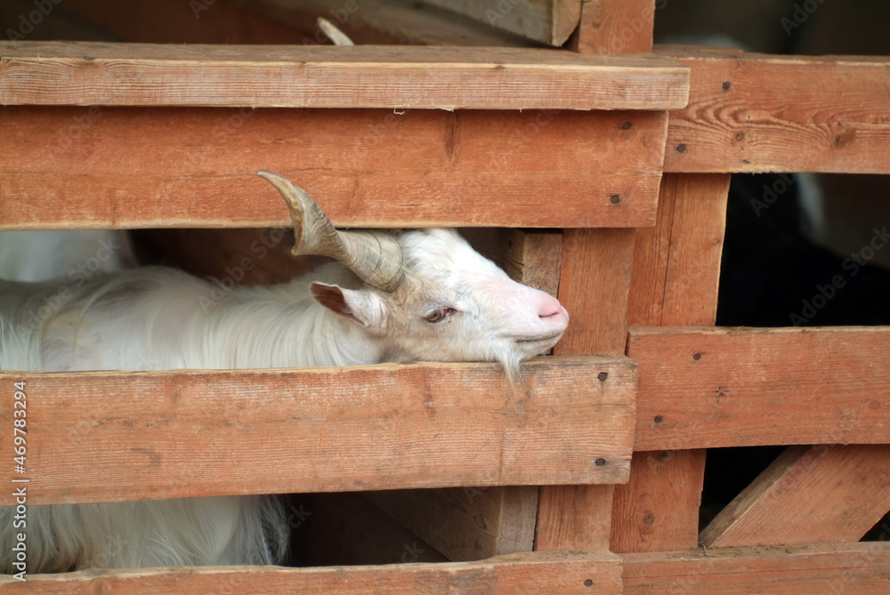 screw-legged goat in the zoo Stock Photo | Adobe Stock