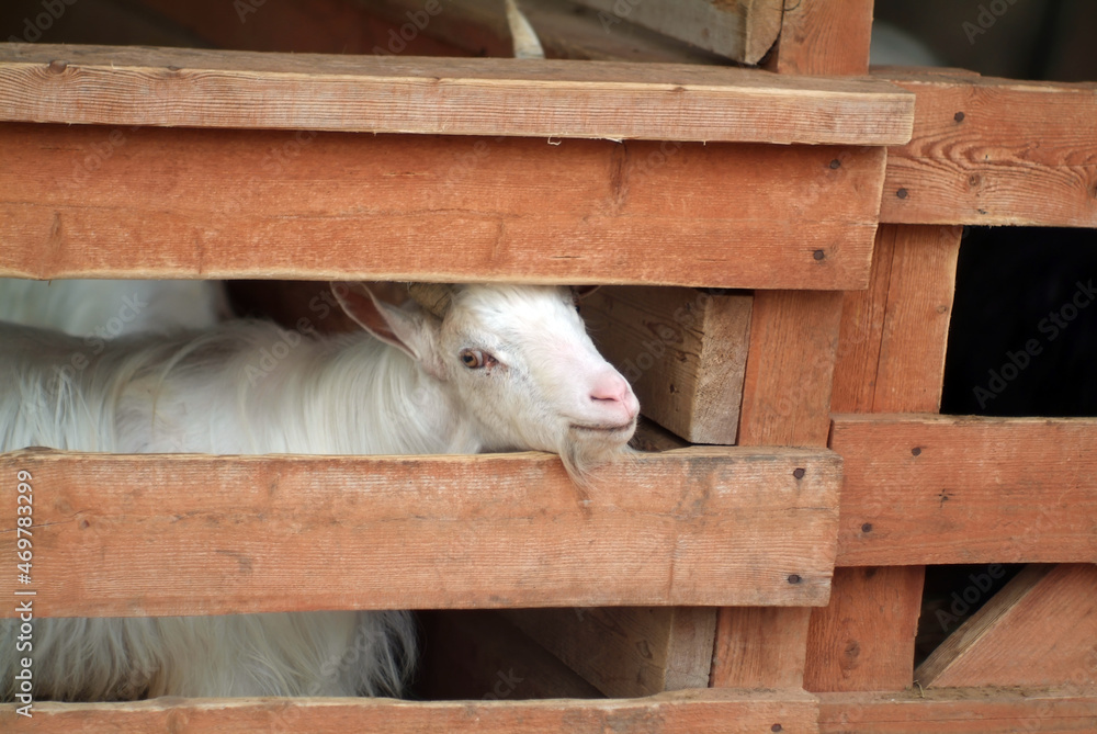screw-legged goat in the zoo Stock Photo | Adobe Stock
