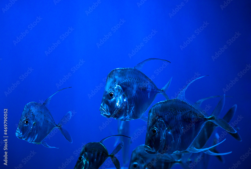 Selene fish Atlantic moonfish swarm in blue water ocean aquarium nature ...