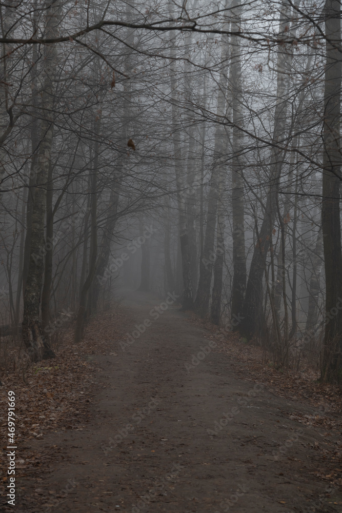 Selective focus. Dark dense forest with dirty road and black bare tree ...
