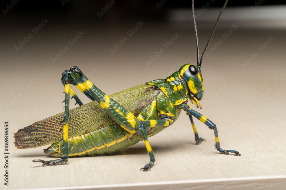 inseto macro gafanhoto brasileiro Stock Photo | Adobe Stock