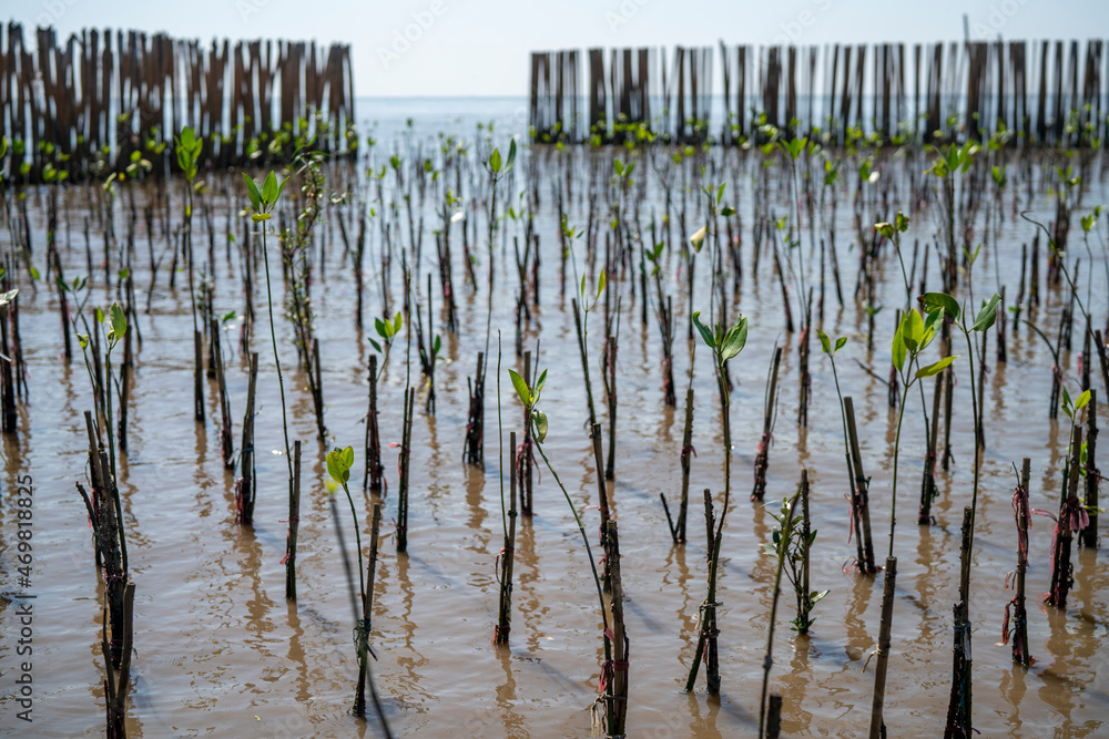 Young plant Mangrove Tree of Mangrove Forest, Mangrove planting ...