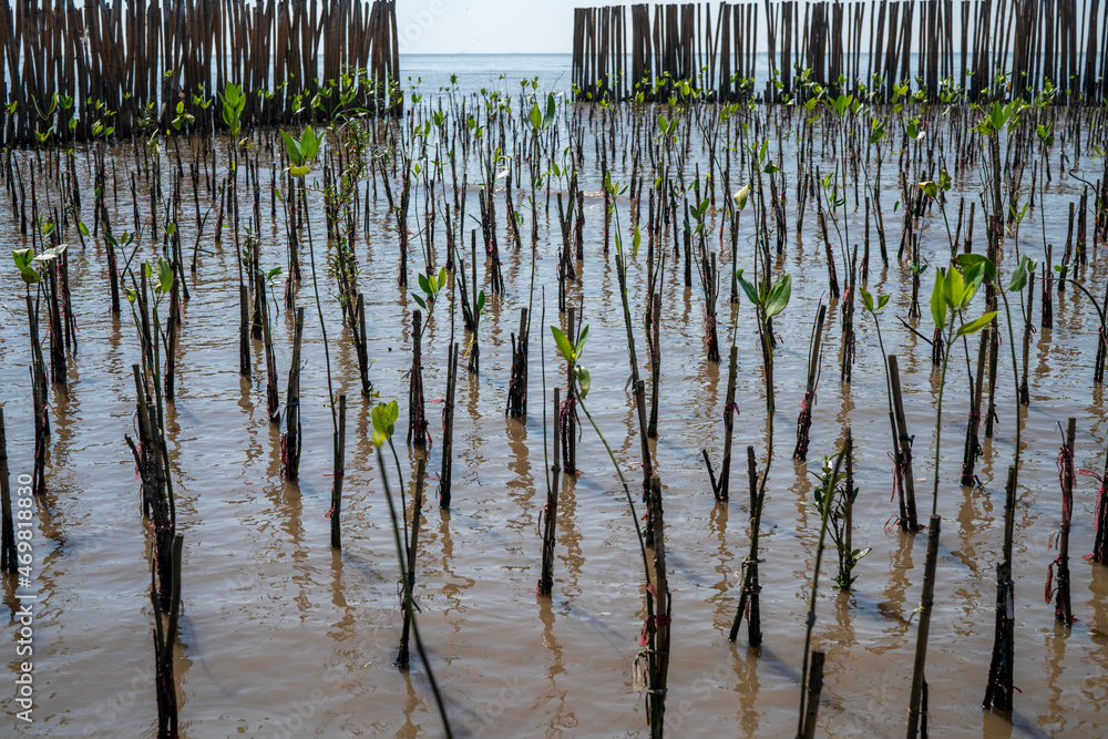 Young plant Mangrove Tree of Mangrove Forest, Mangrove planting ...